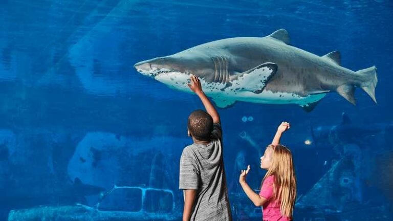 Half Day uShaka Marine World Tour | View Rates and Prices (2025)