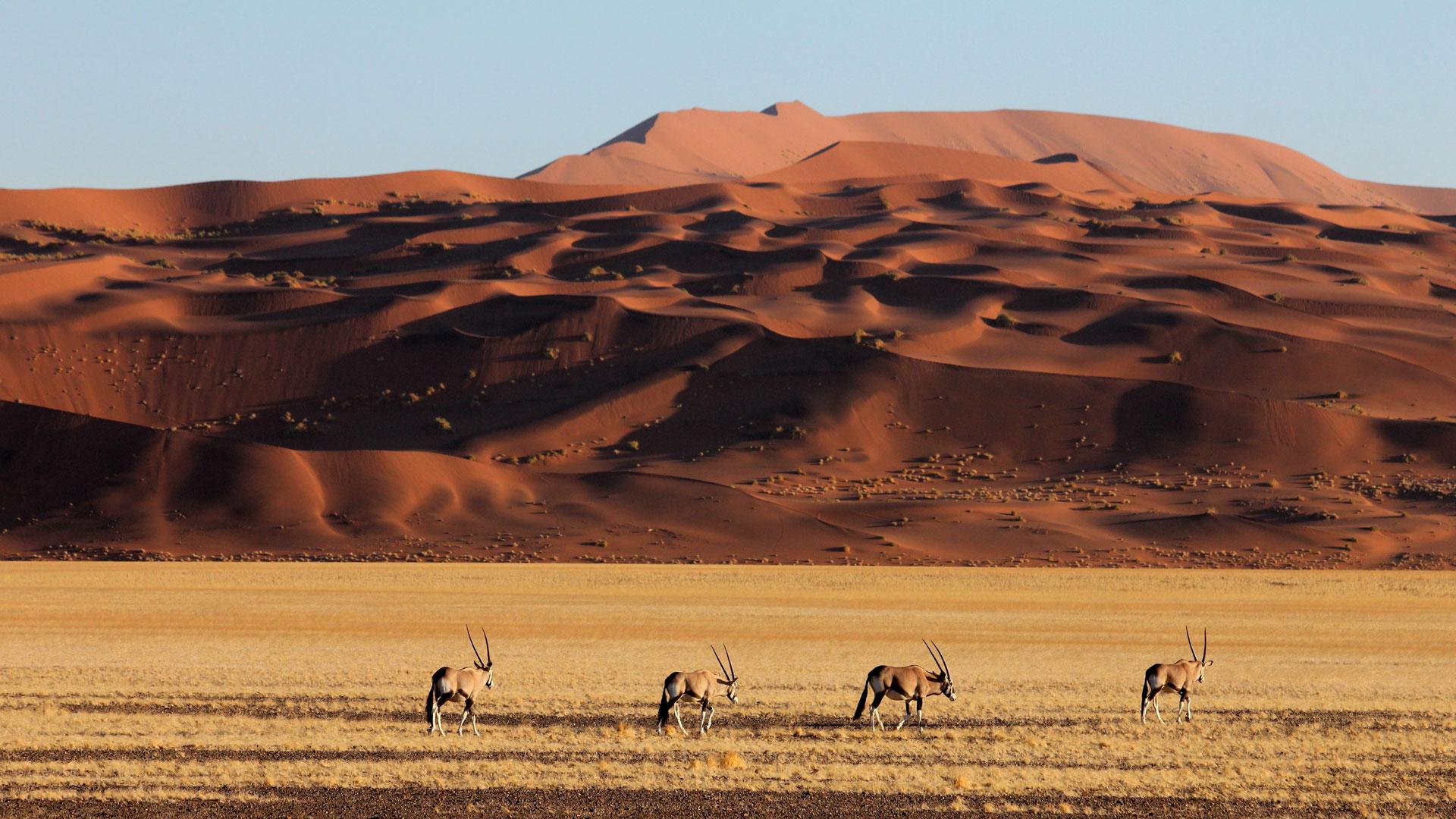 #1 Namibia Safaris & Tours ☑️ Tour Packages & Prices 2025