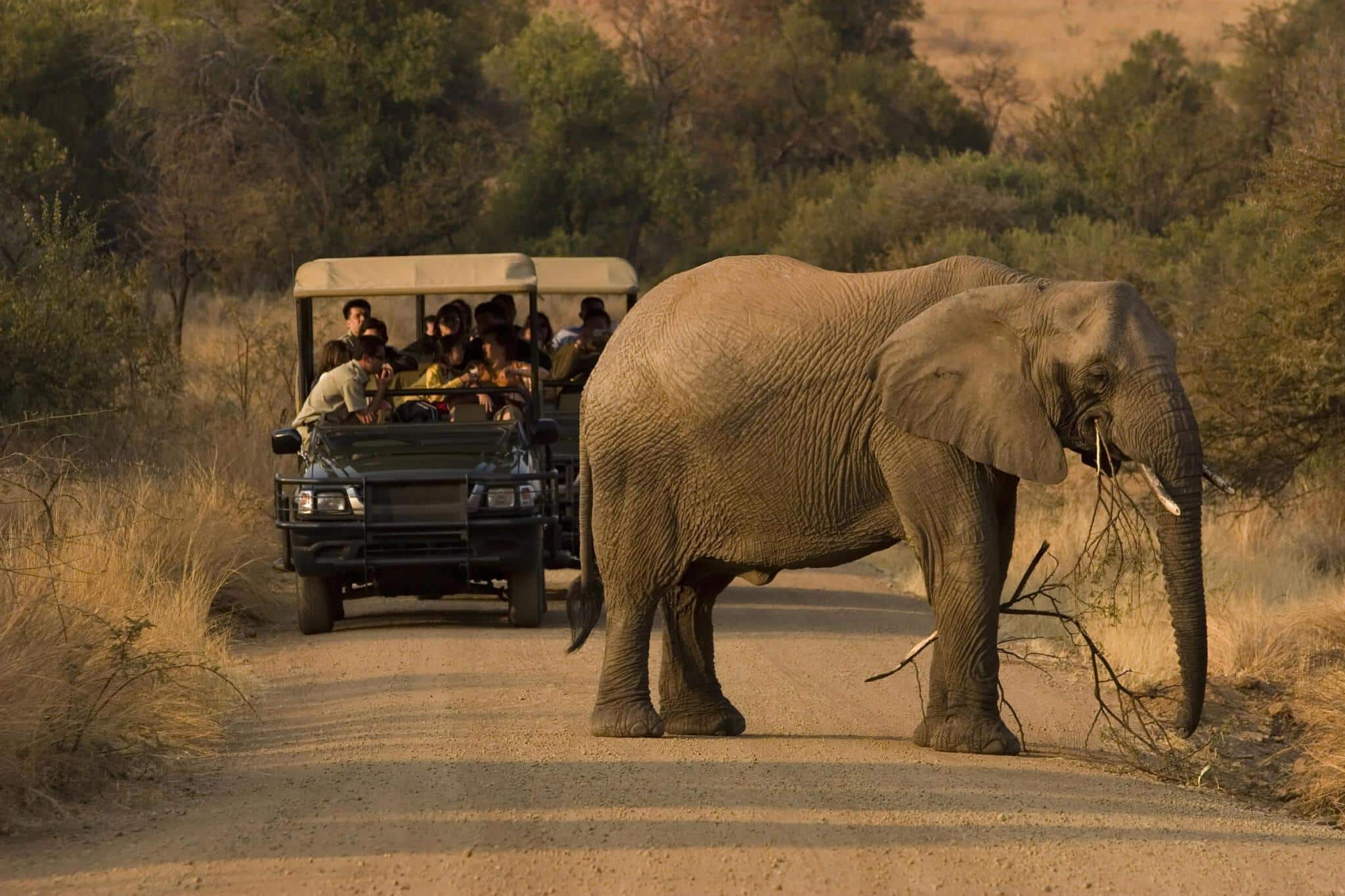 Sun City Safari & Transfer Adventure Package » Moafrika Tours