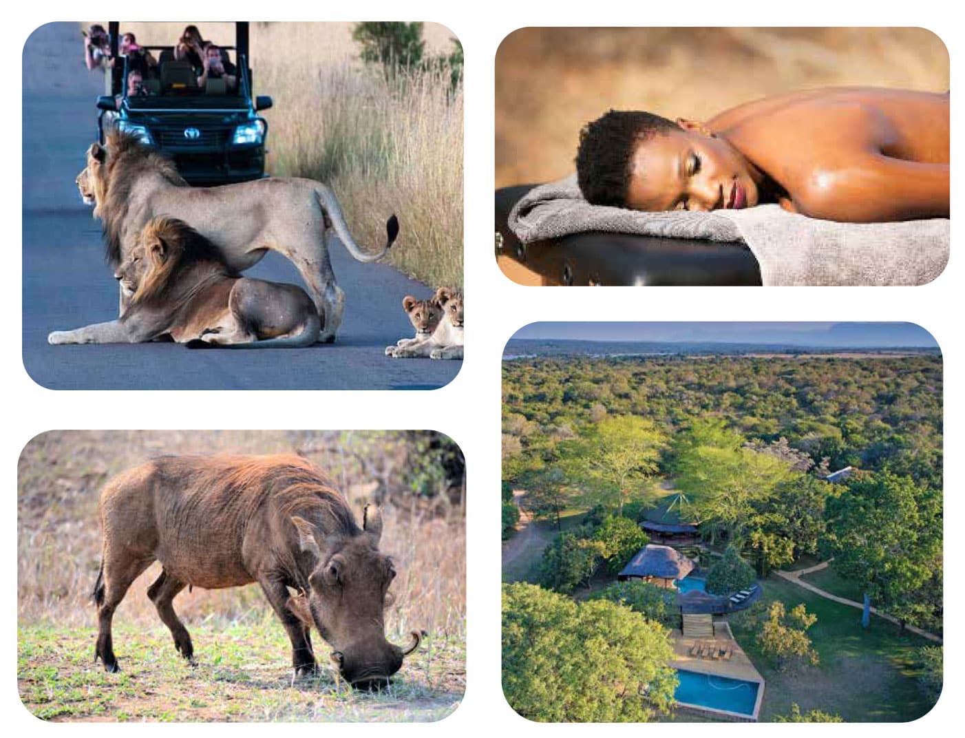 Kruger National Park Safaris, SAVE 37% on your Kruger Safari