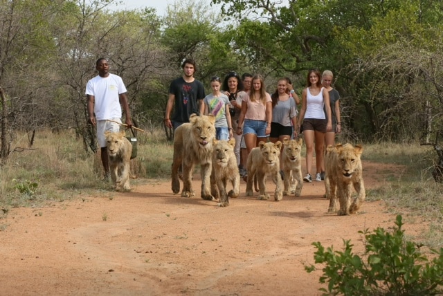 Ukutula Lion Park Day Trip » Moafrika Tours