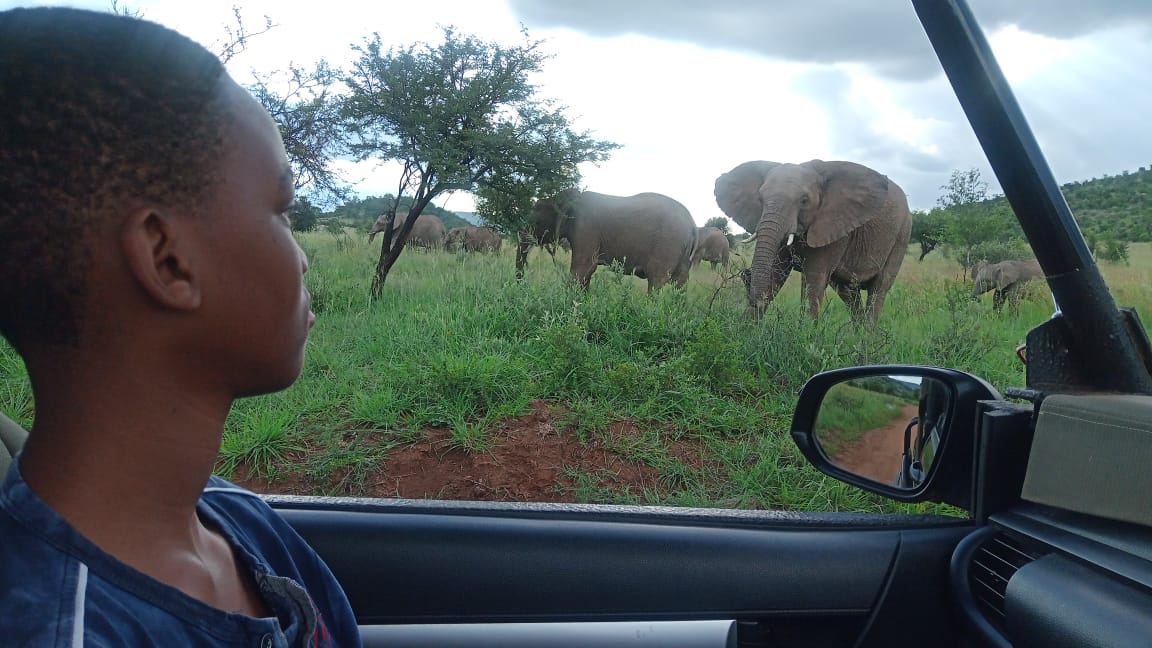 1 Day Budget Pilanesberg Safaris | Exclusive Wildlife Tour